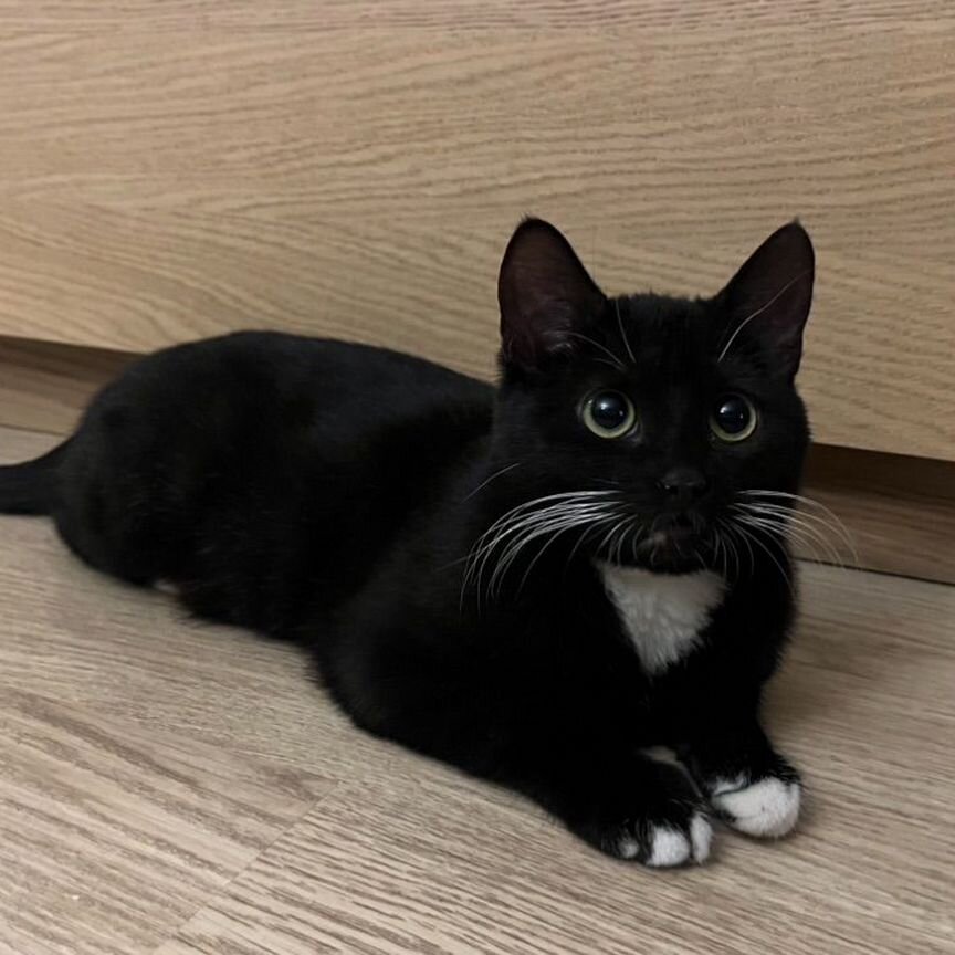 Котенок в добрые руки