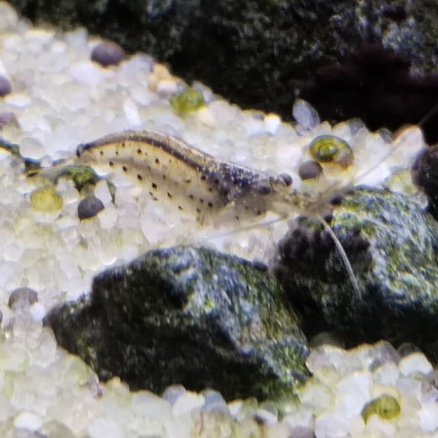 Креветки амано красноярск