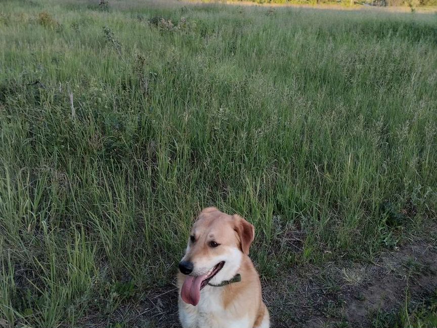 Собаки бесплатно