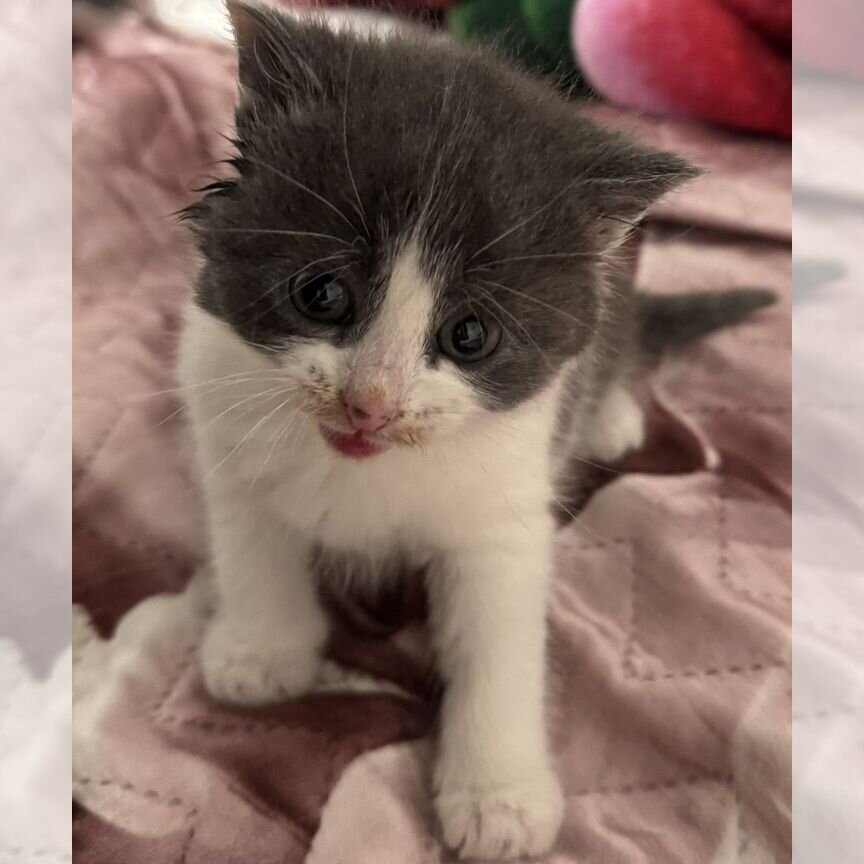 Котёнок в добрые руки