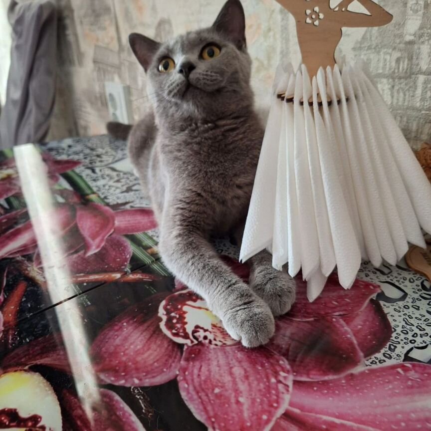 Кошка в добрые руки