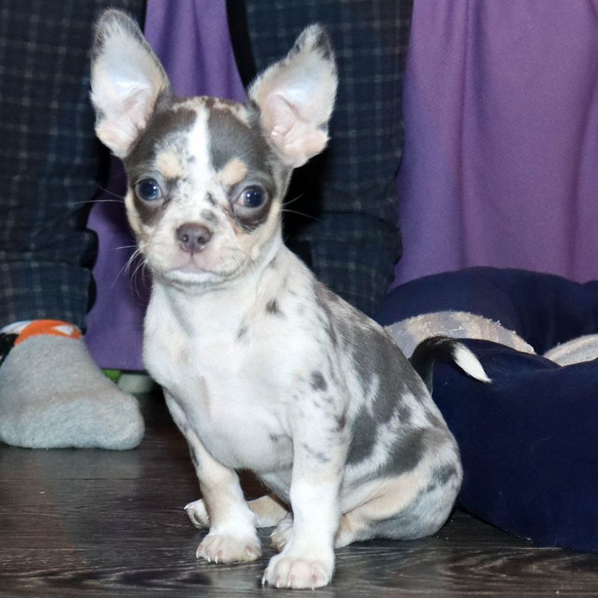 Ной Марбл. Голубой мерле. Чиxуaxуa с доставкой