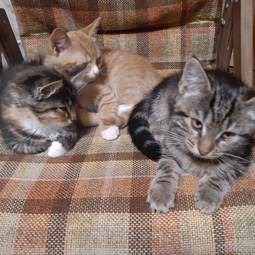 Котёнок в добрые руки