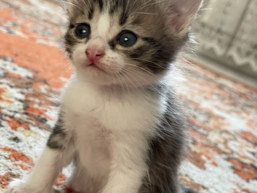 Котенок, темно-серый окрас шерсти