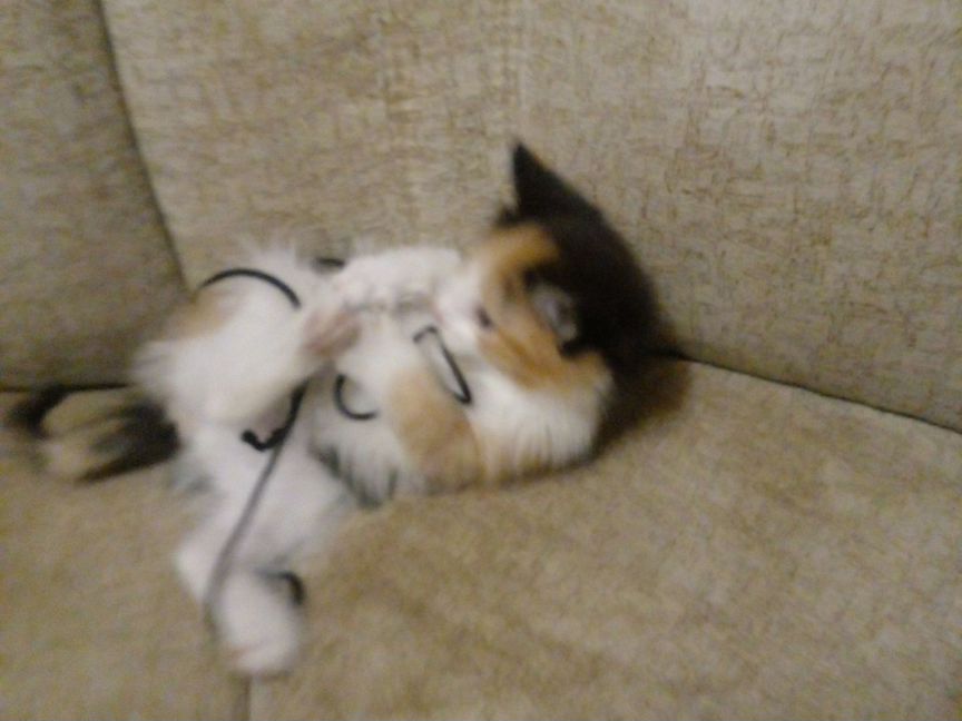 Отдам котенка