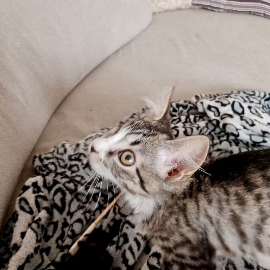 Котенок в добрые руки