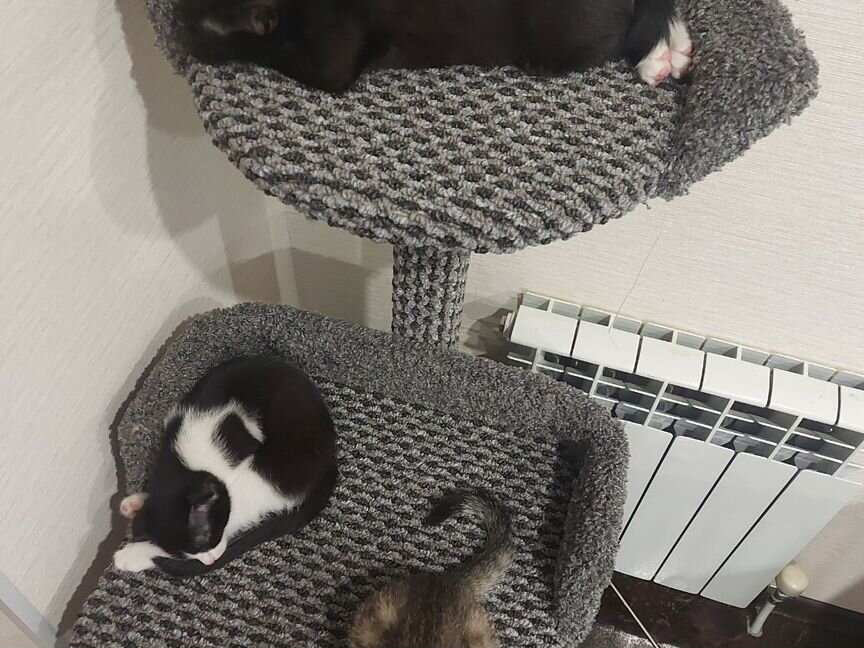 Маленькие котята девочки 2 месяца