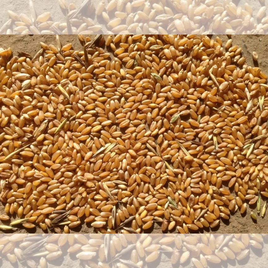 Пшеница фуражная 5 класс