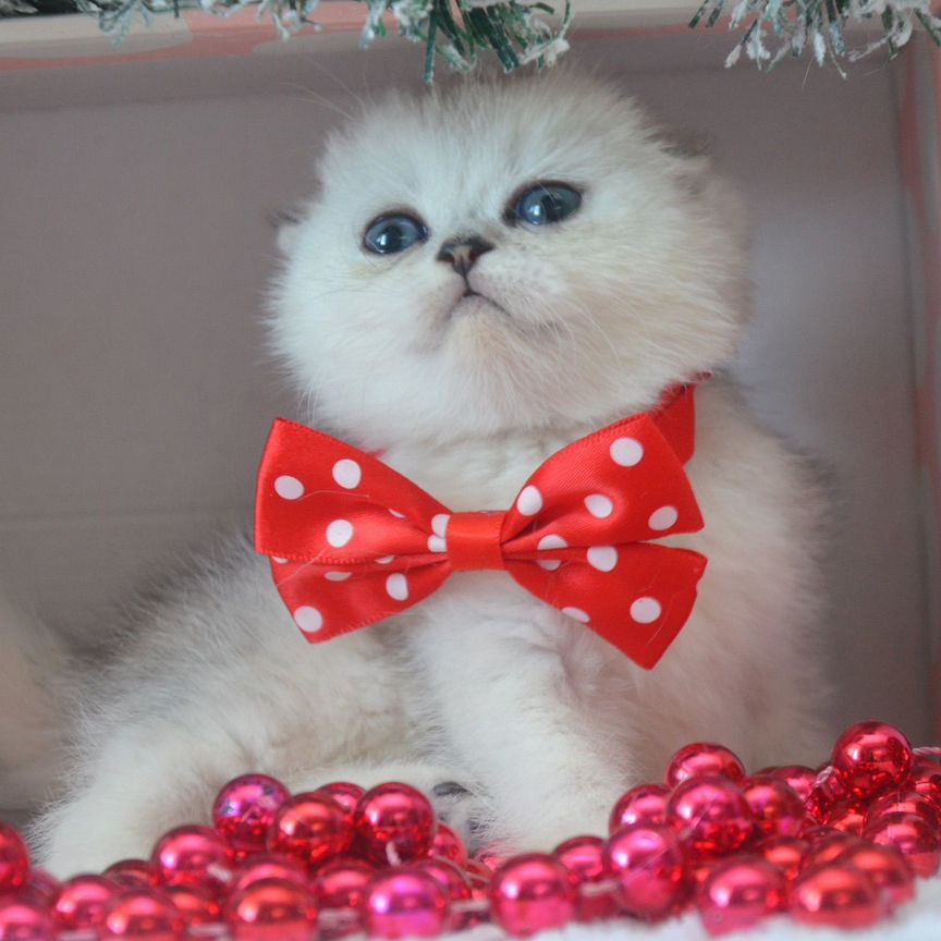 Шотландский серебристо шиншилловый котенок