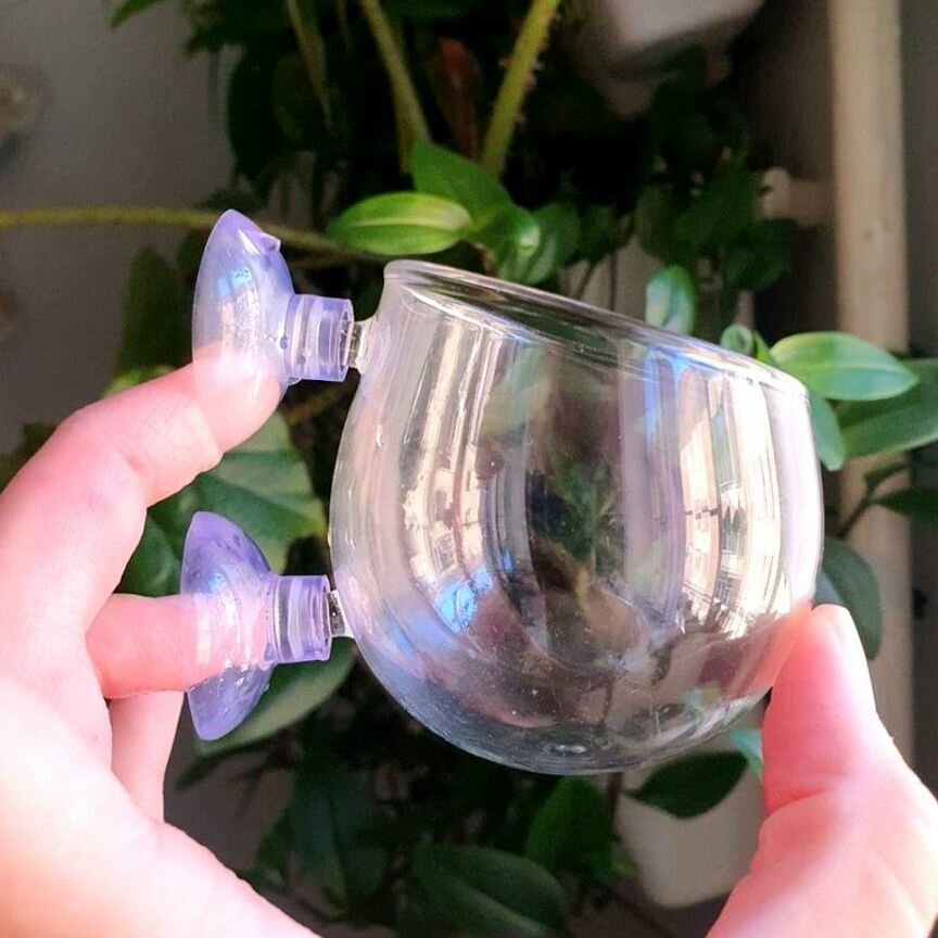 Стеклянный горшок на присосках