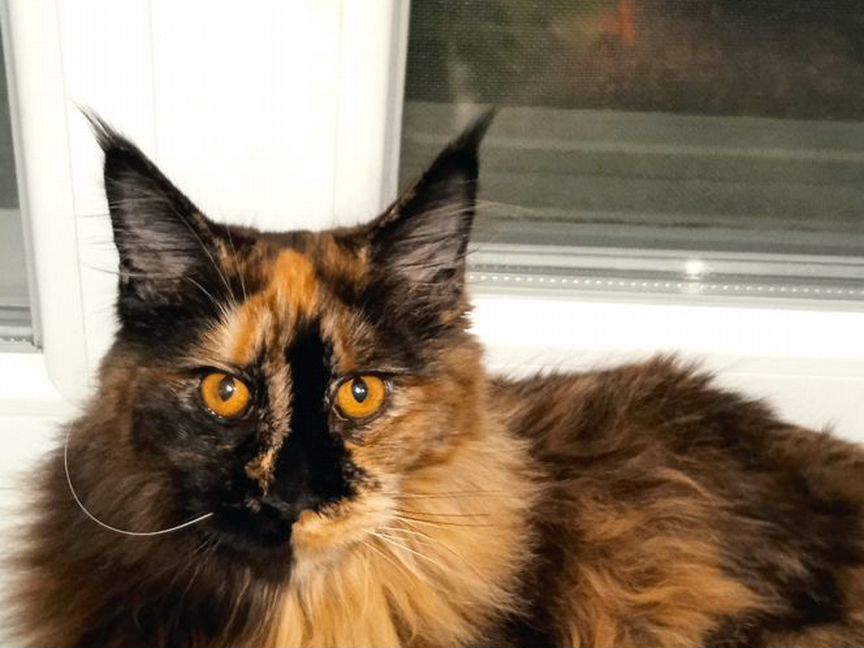 Черепаховая девочка