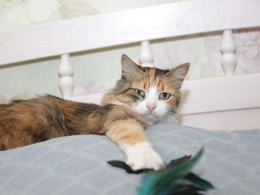 Ласковая трехцветная красавица в добрые руки