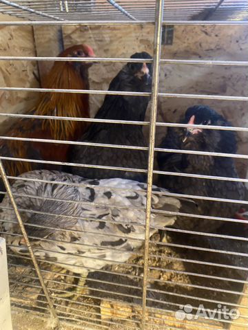 Куры породы амераукана