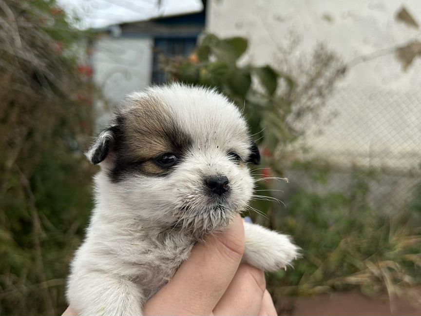 Малыши ищут дом