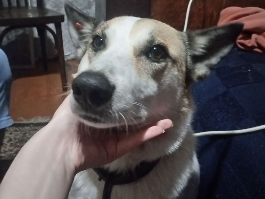 Собачки в добрые руки