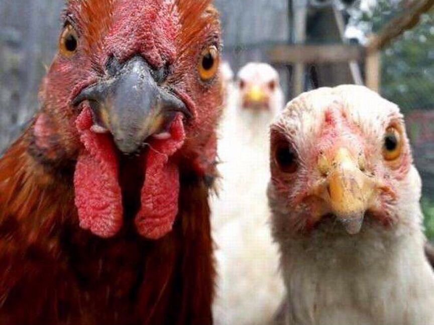 Куры Молодки Несушки