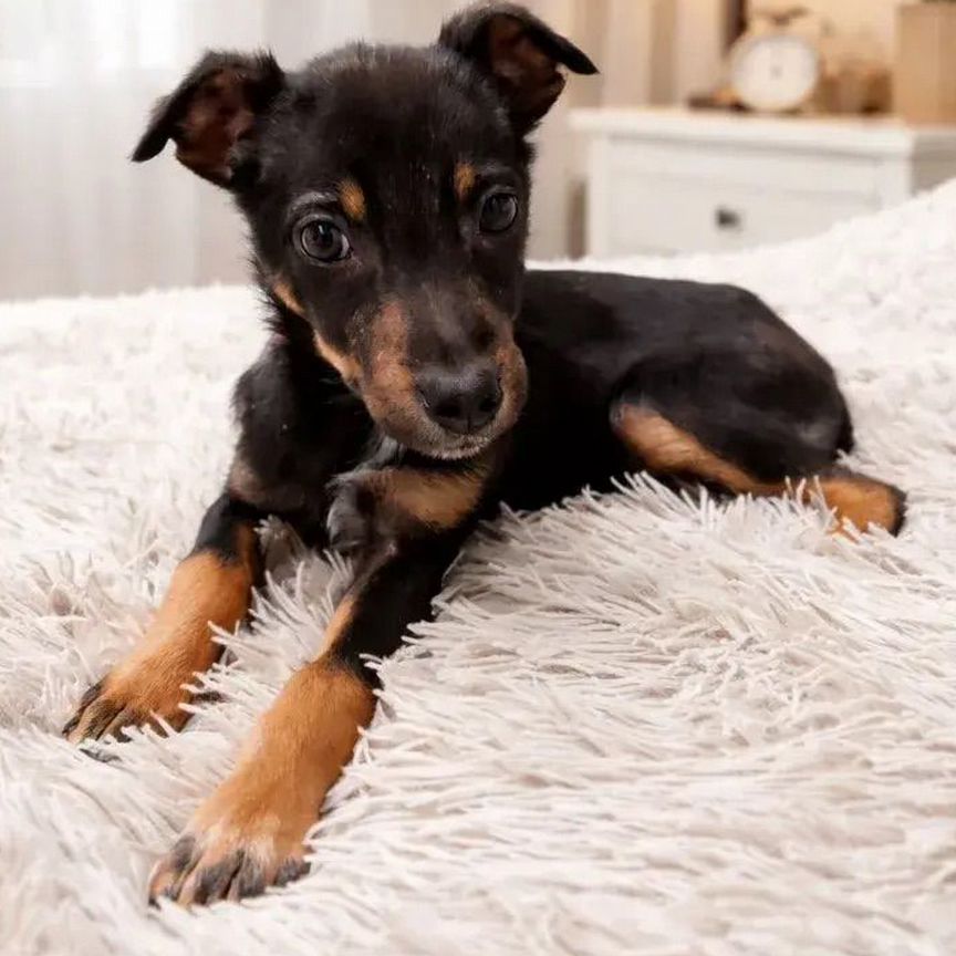 Щенок в добрые руки