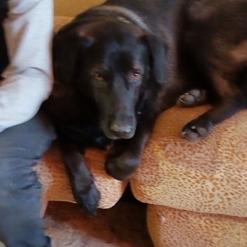 Собака ищет дом