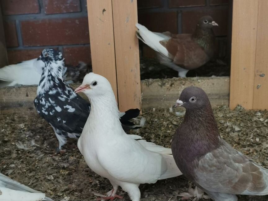 Продам голубей