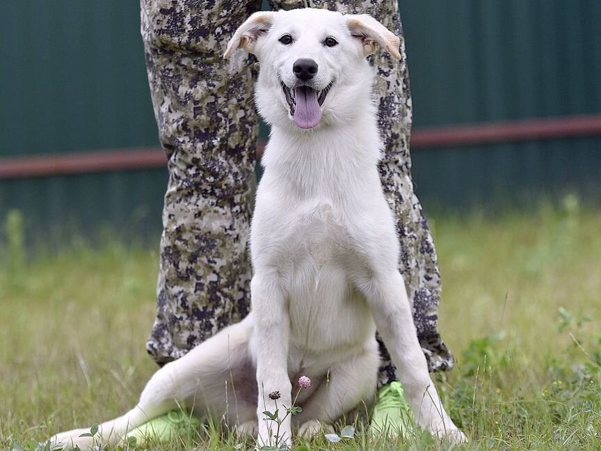 Щенок Белка из приюта