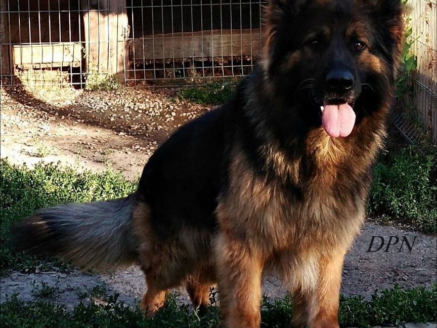 Немецкая овчарка