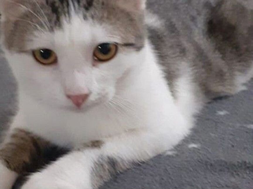 Котенок в добрые руки