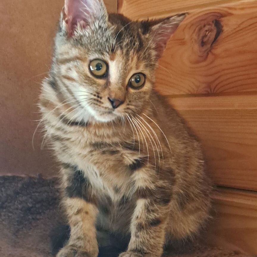 Трехцветочка котенок девочка 3 мес