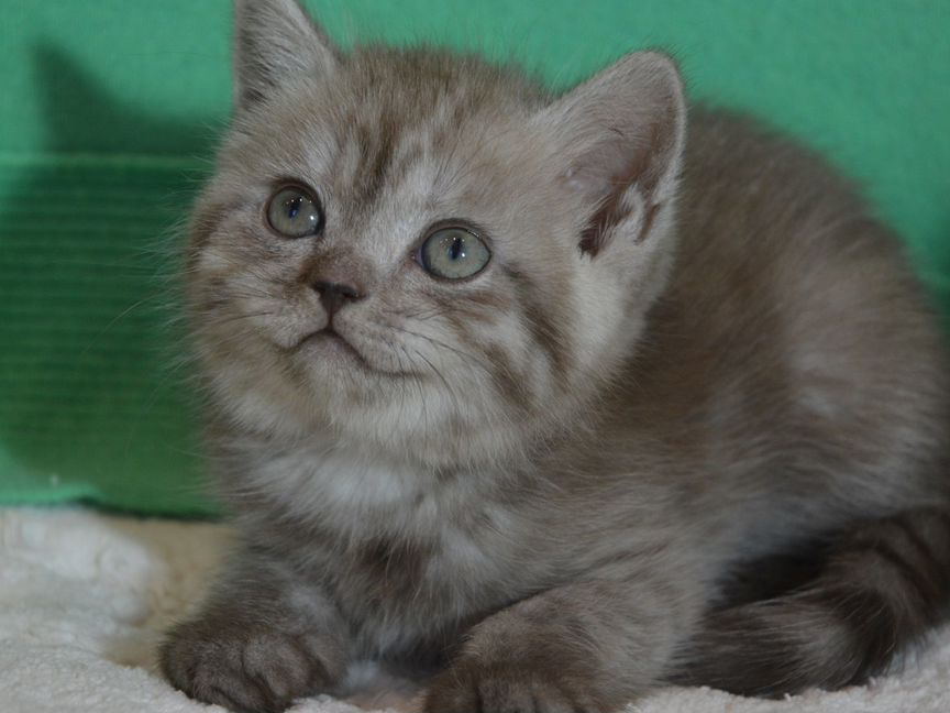 Британская табби. Кошечка