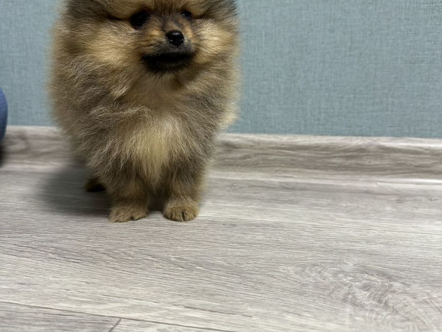 Померанский шпиц медвежьего типа