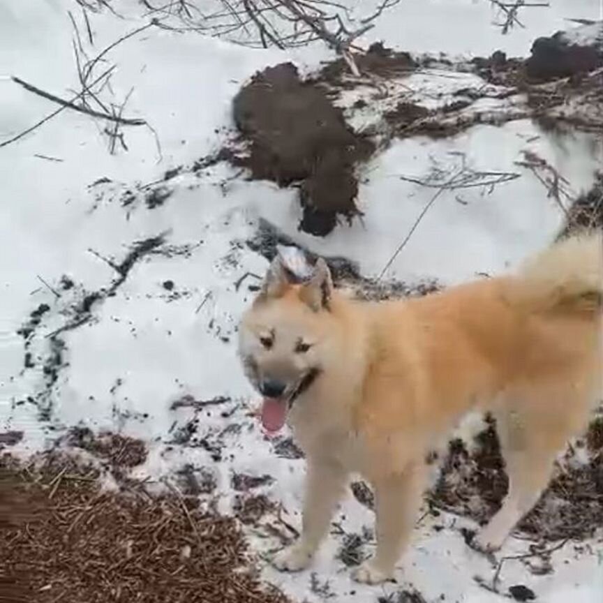 Собаки лайки зсл