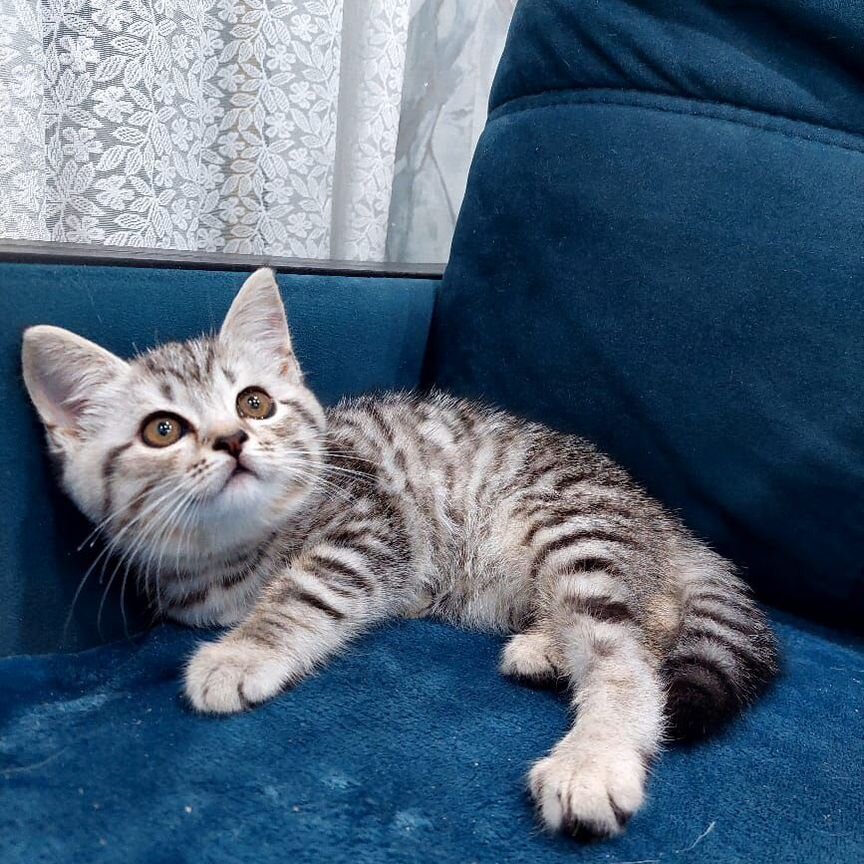 Британский котенок