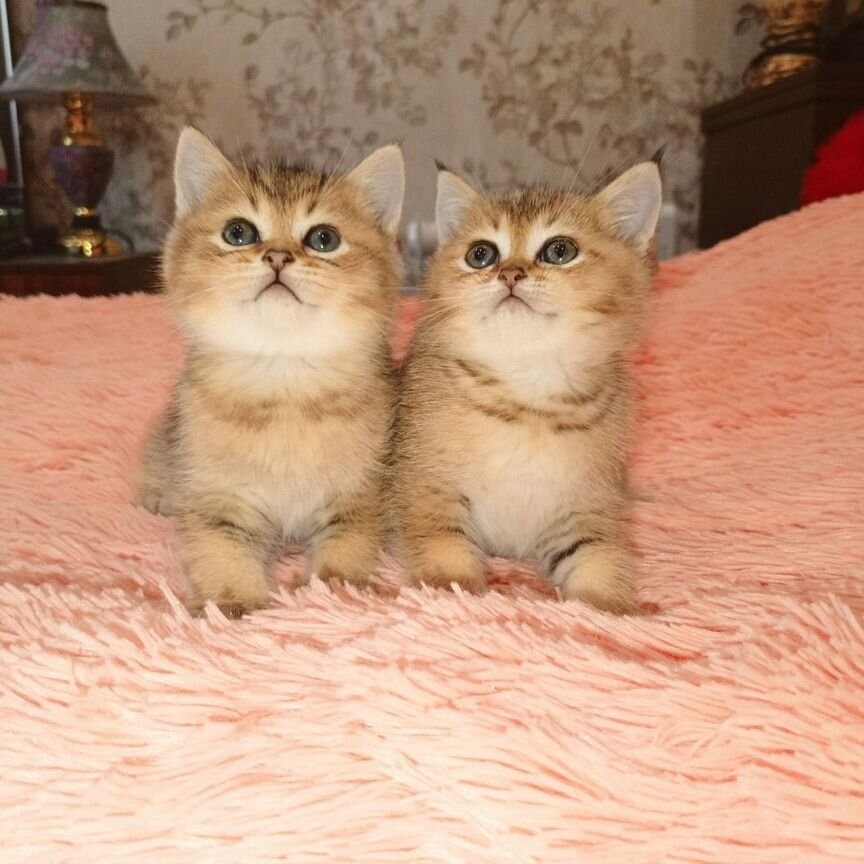 Шотландские золотые котята мимишки