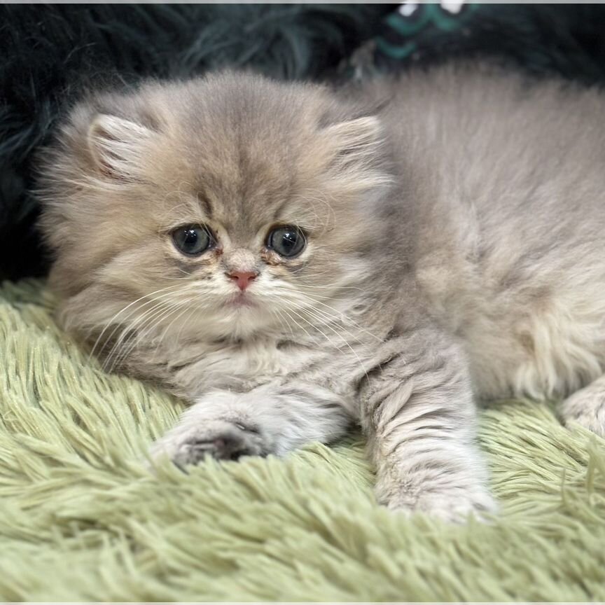 Британский длинношёрстный котёнок