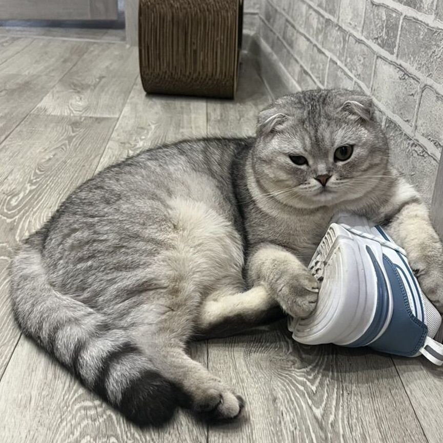Домашние животные бесплатно