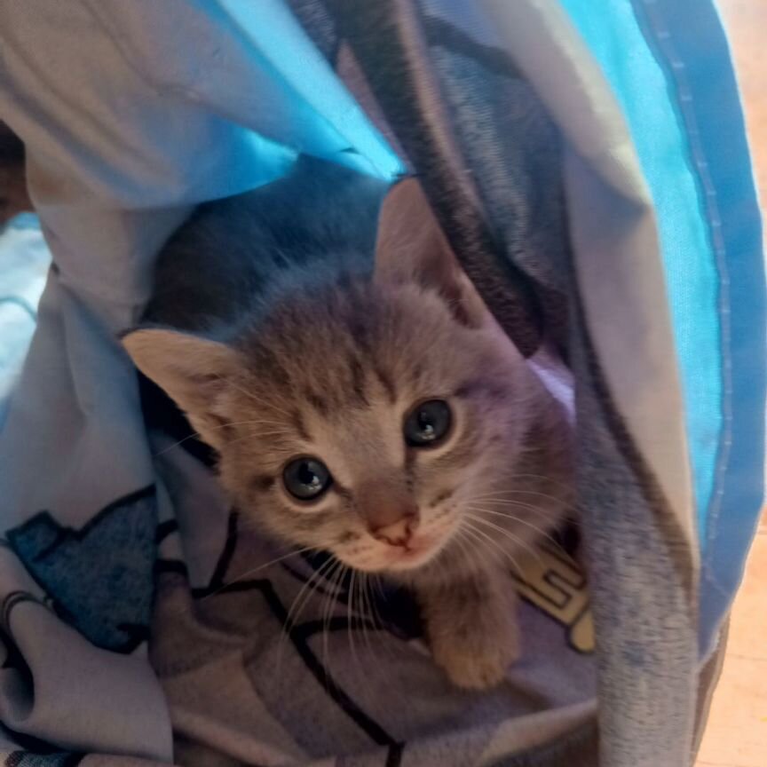 Котята на радость в дом