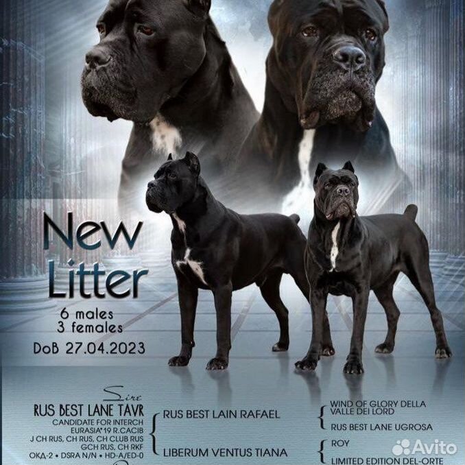 Итальянский Кане Корсо