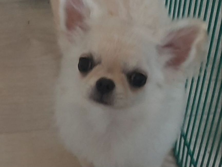 Чихуахуа девочка милашка