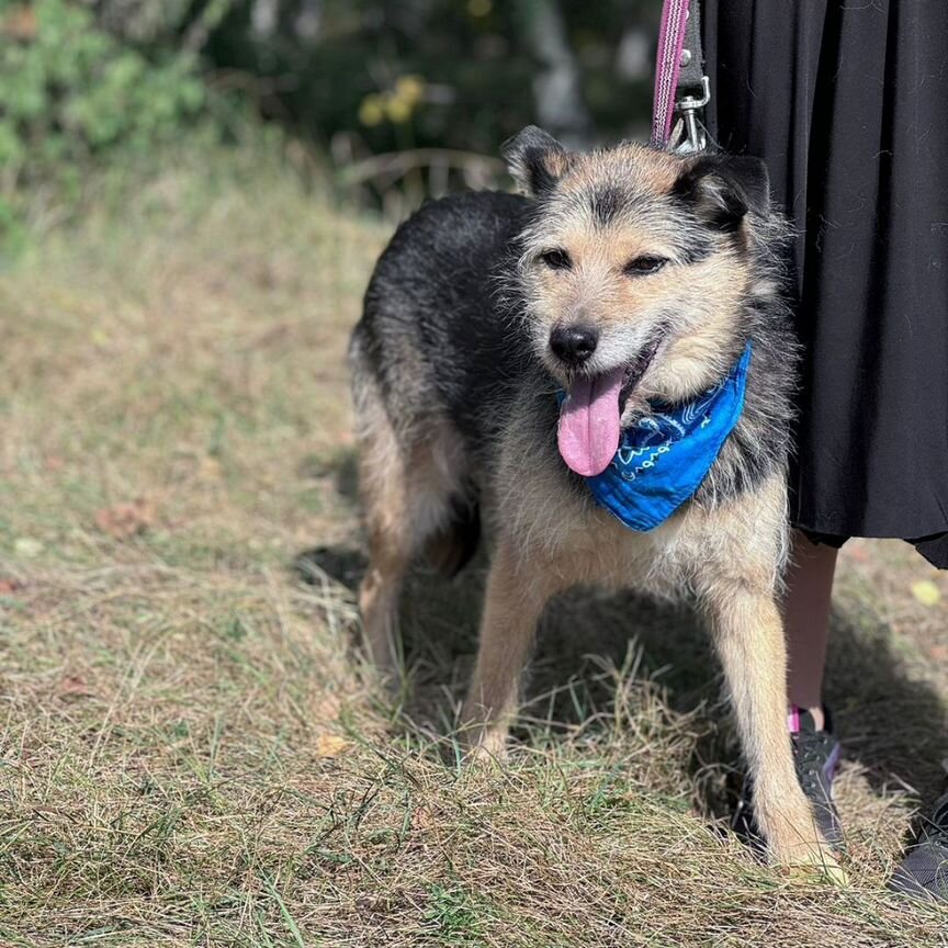 Пёсик бородатик из приюта