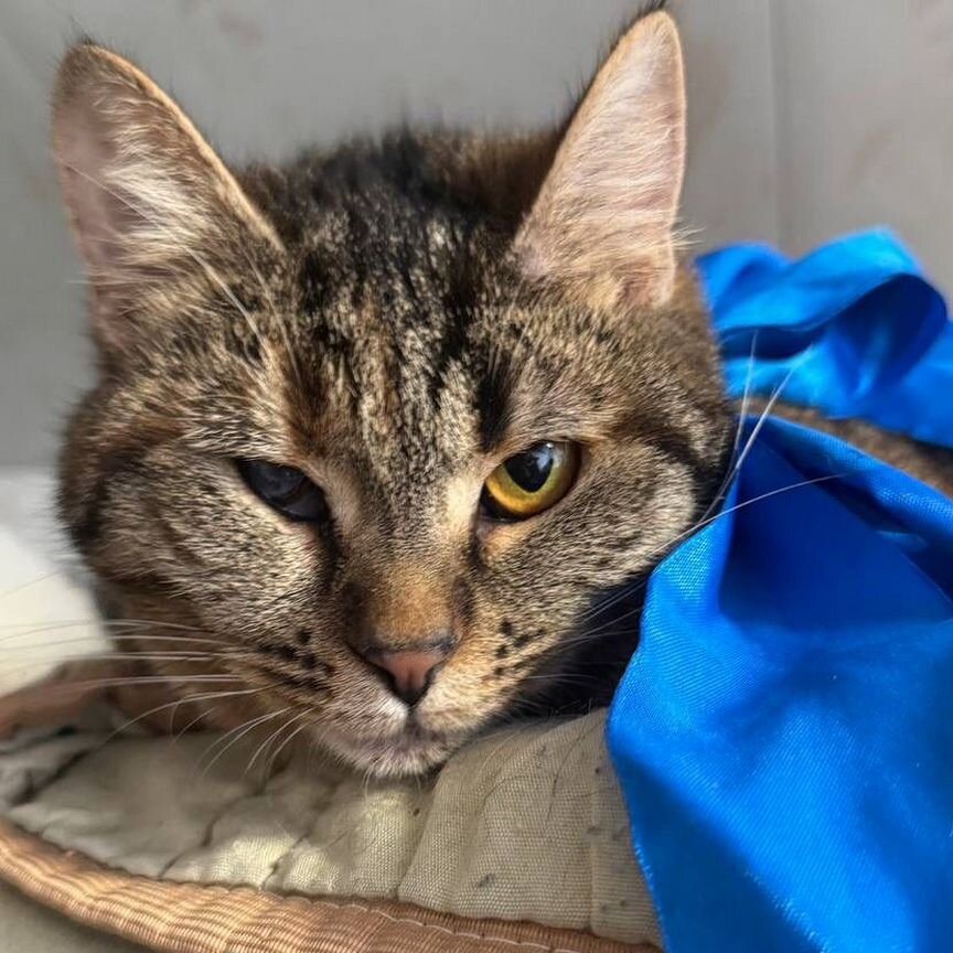 Взрослая, кошка в добрые руки