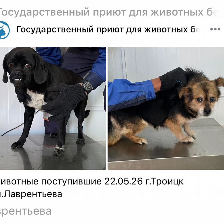 Взрослая собака в добрые руки