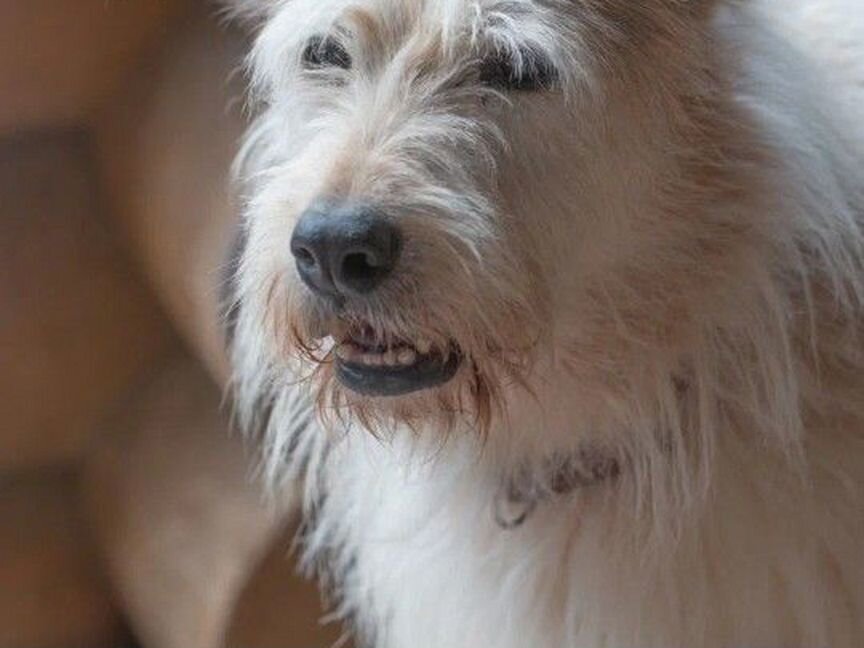 Собака старушка из Лесного приюта