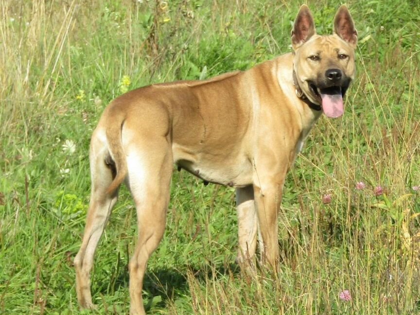 Бесплатно, Тайский риджбек, сука, 8 лет