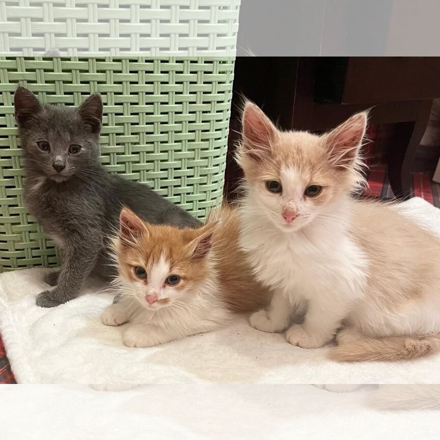 Котёнок в добрые руки