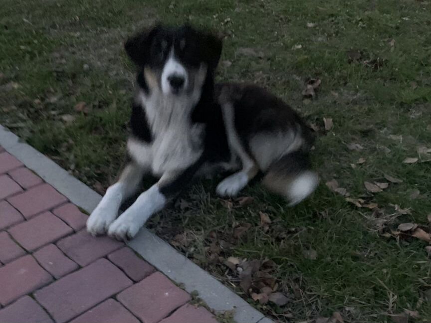 Собака девочка