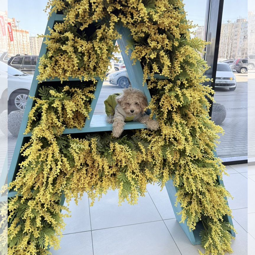 Той-пудель, щенок