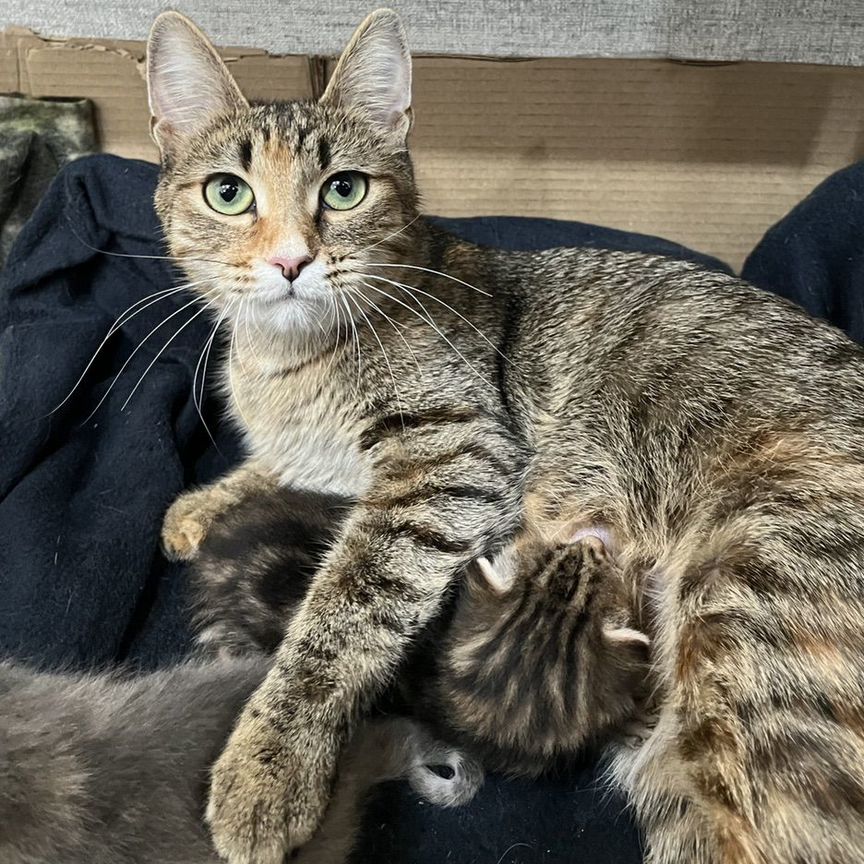 Кошки в добрые руки бесплатно