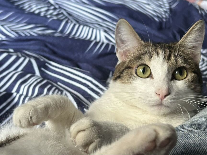 Кот в добрые руки