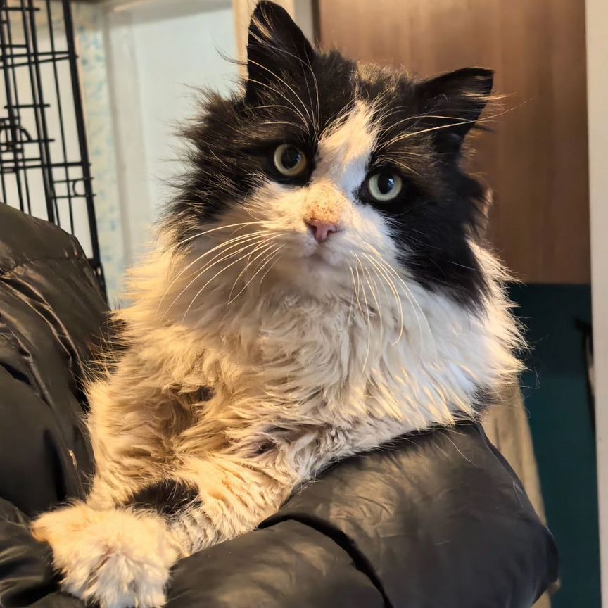 7-кг кот кастрированный в добрые руки