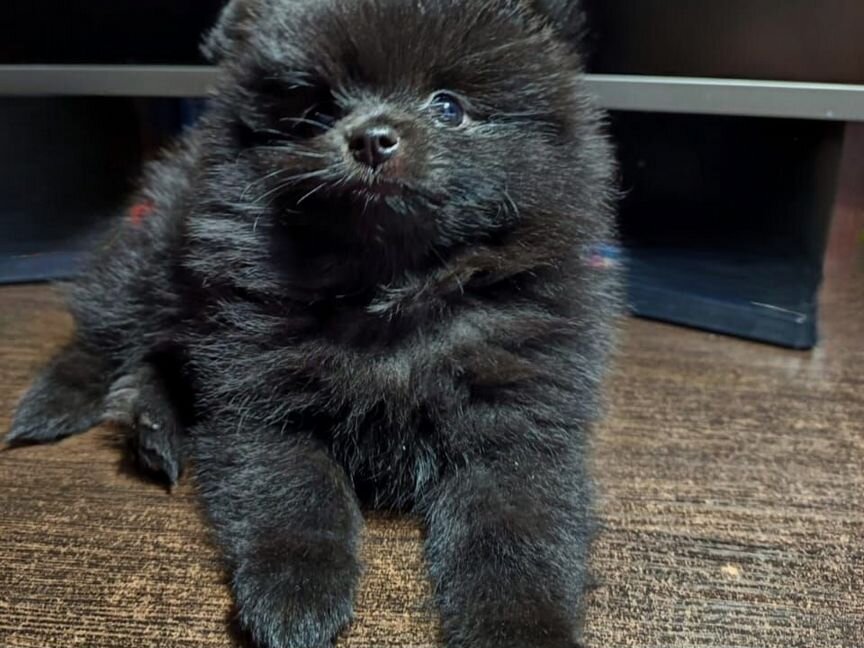 Щенок шпица мальчик