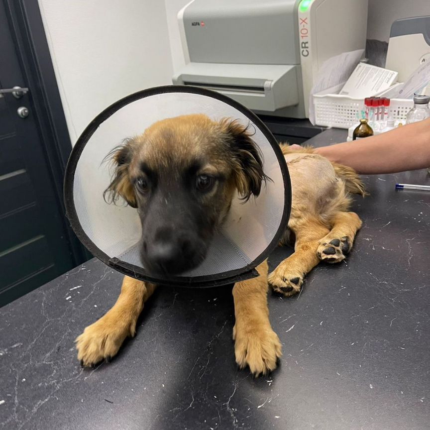 Щенок после операции в добрые руки